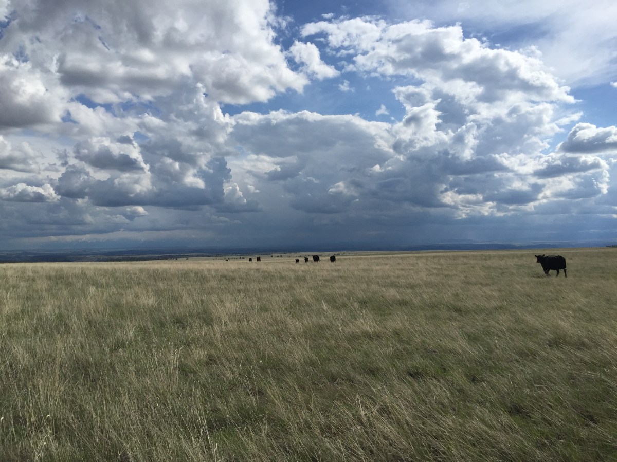 Quality Registered Black Angus Cattle – The Dubs Family – Bridger ...